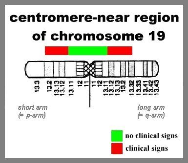 chromosome 19 - start